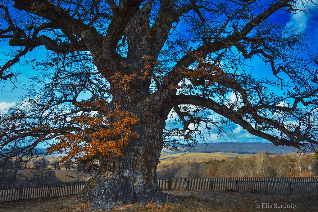 The meadow with secular oak trees of Mercheașa - Wonders of Transylvania