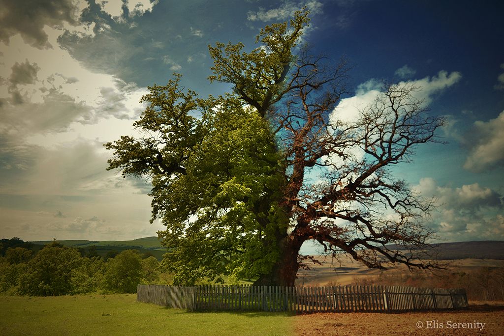 The meadow with secular oak trees of Mercheașa - Wonders of Transylvania